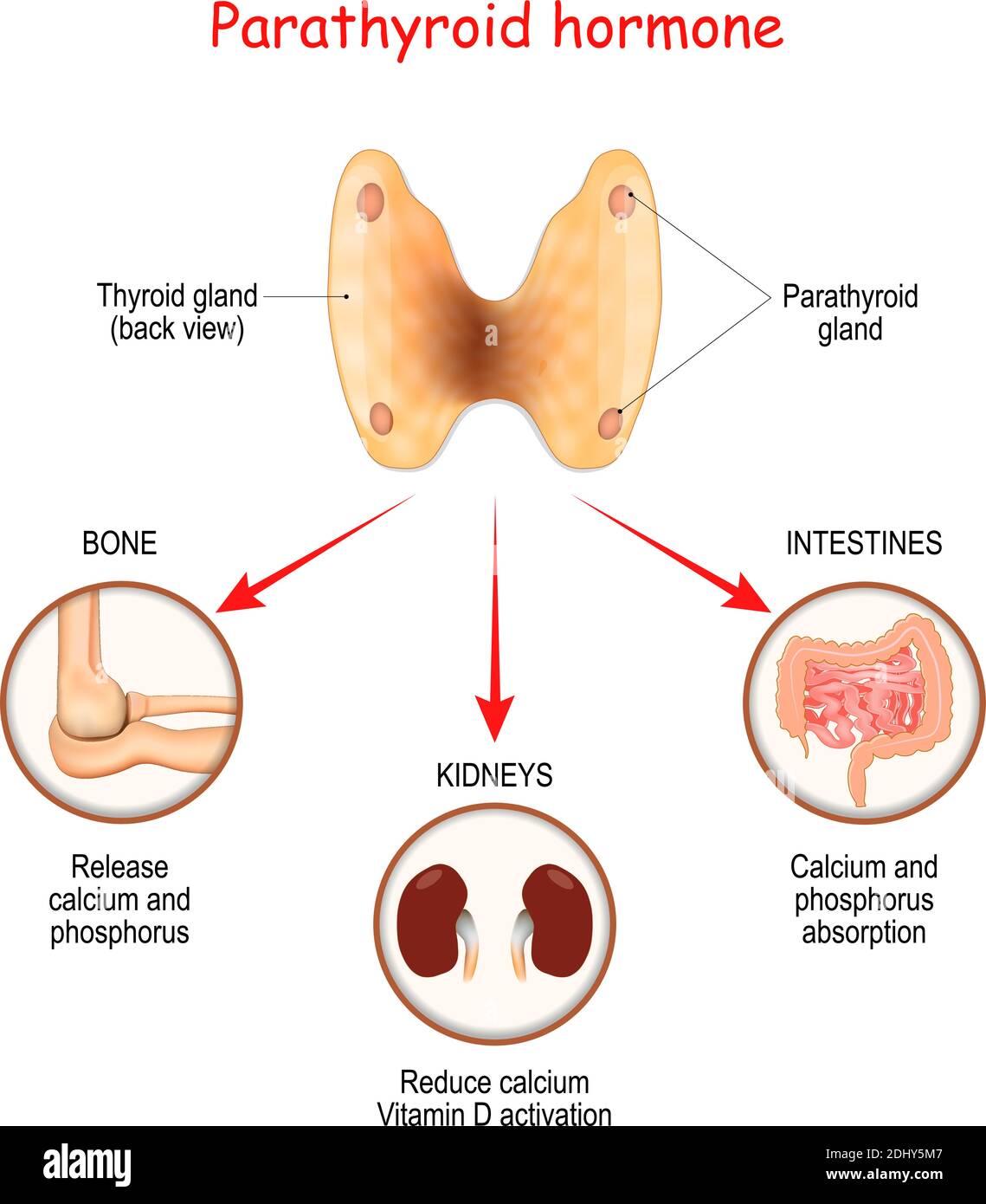 Anatomie du rein Banque d'images vectorielles - Alamy