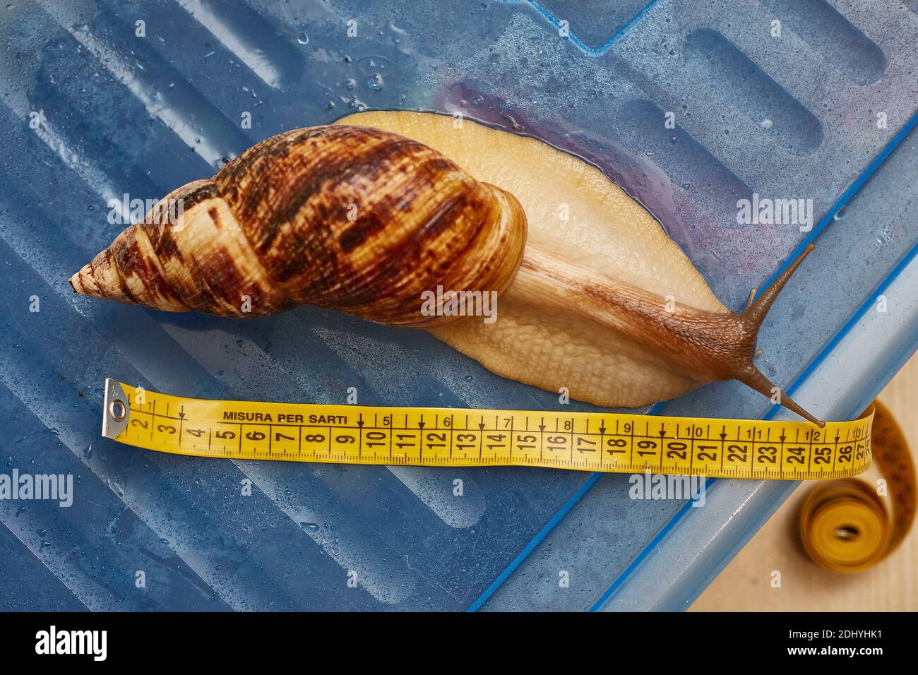 Achatina reticulata Banque de photographies et d’images à haute ...
