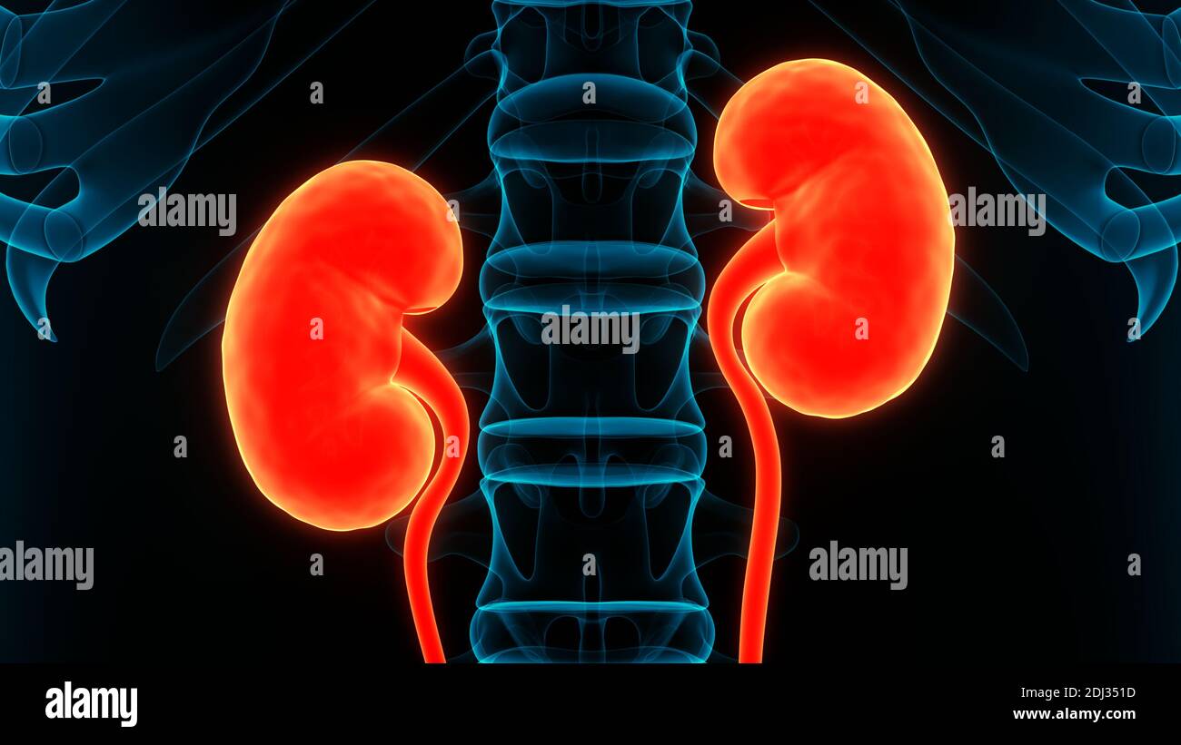 Les droits de l'anatomie du système urinaire les reins Photo Stock - Alamy