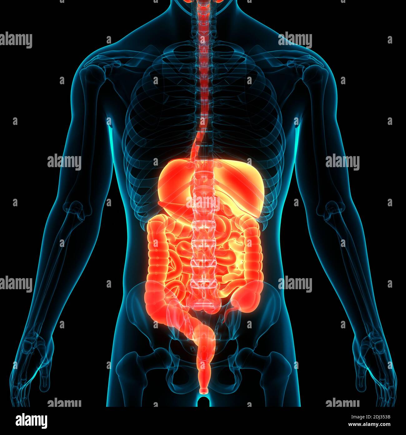 Anatomie du système digestif humain Photo Stock - Alamy
