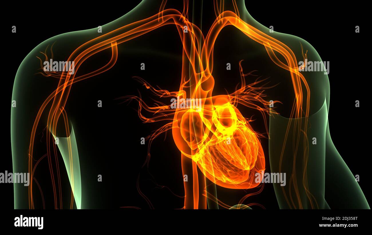 Système circulatoire de l'anatomie cardiaque Photo Stock - Alamy
