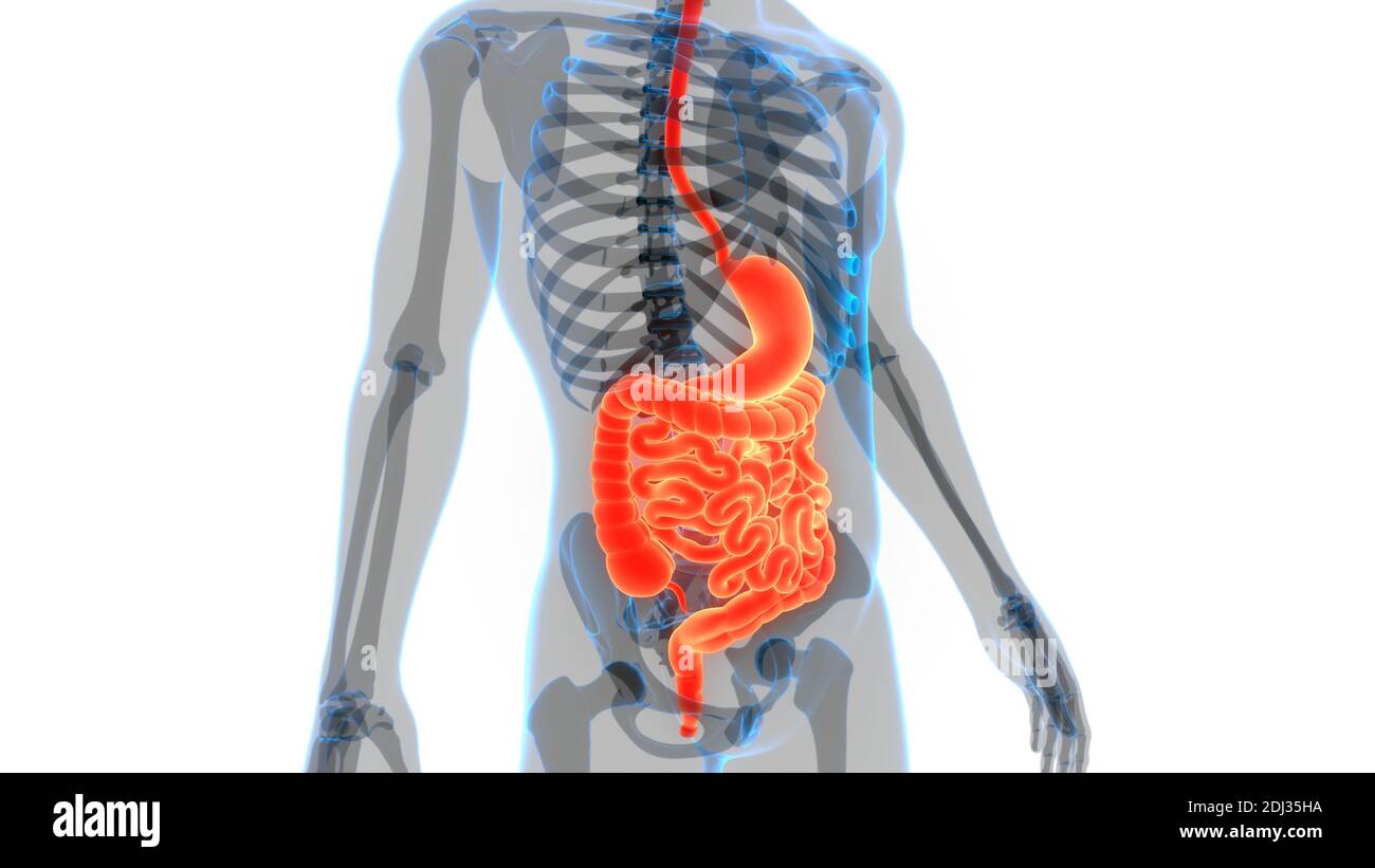 Anatomie du système digestif humain Photo Stock - Alamy