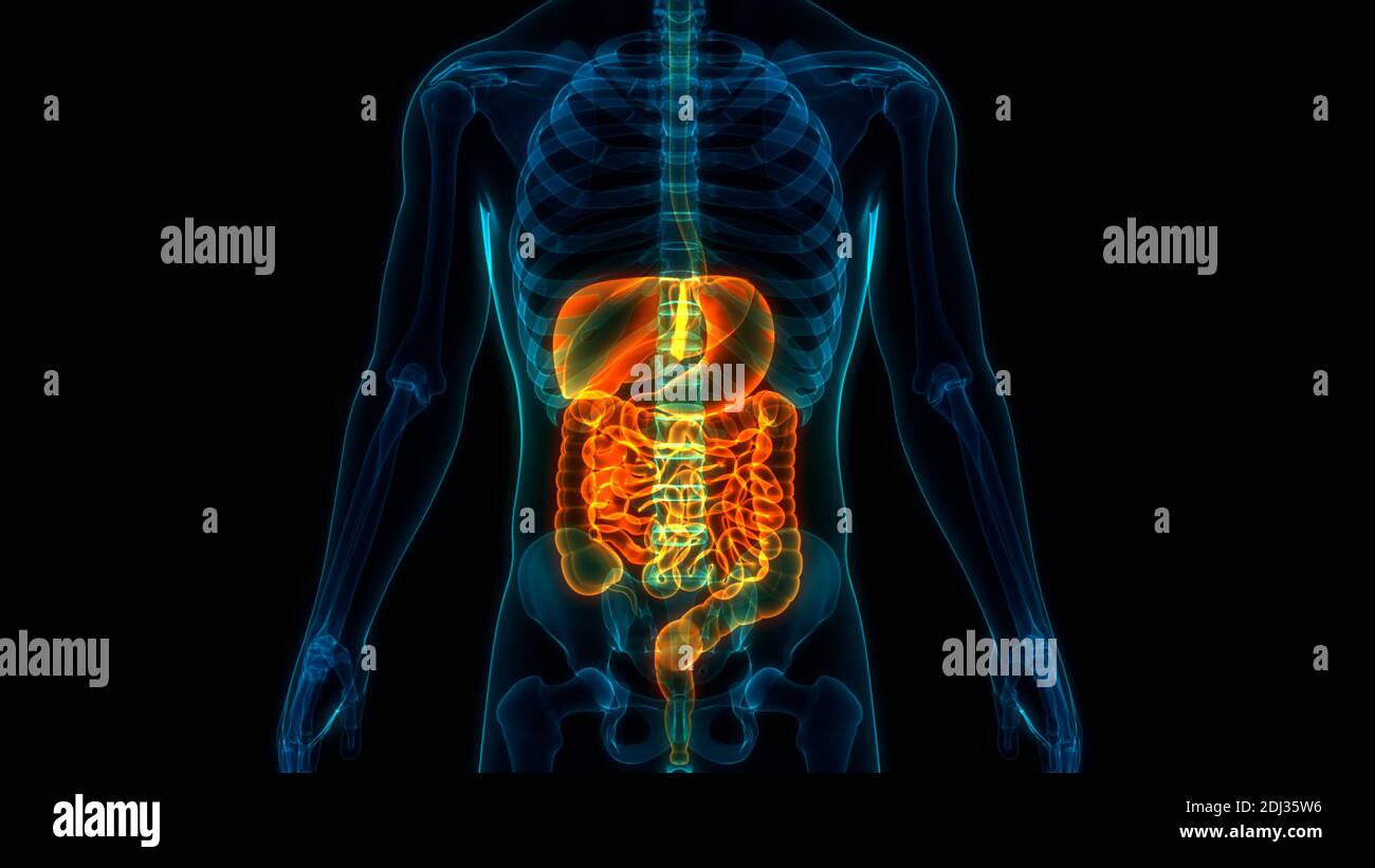 Anatomie du système digestif humain Photo Stock - Alamy