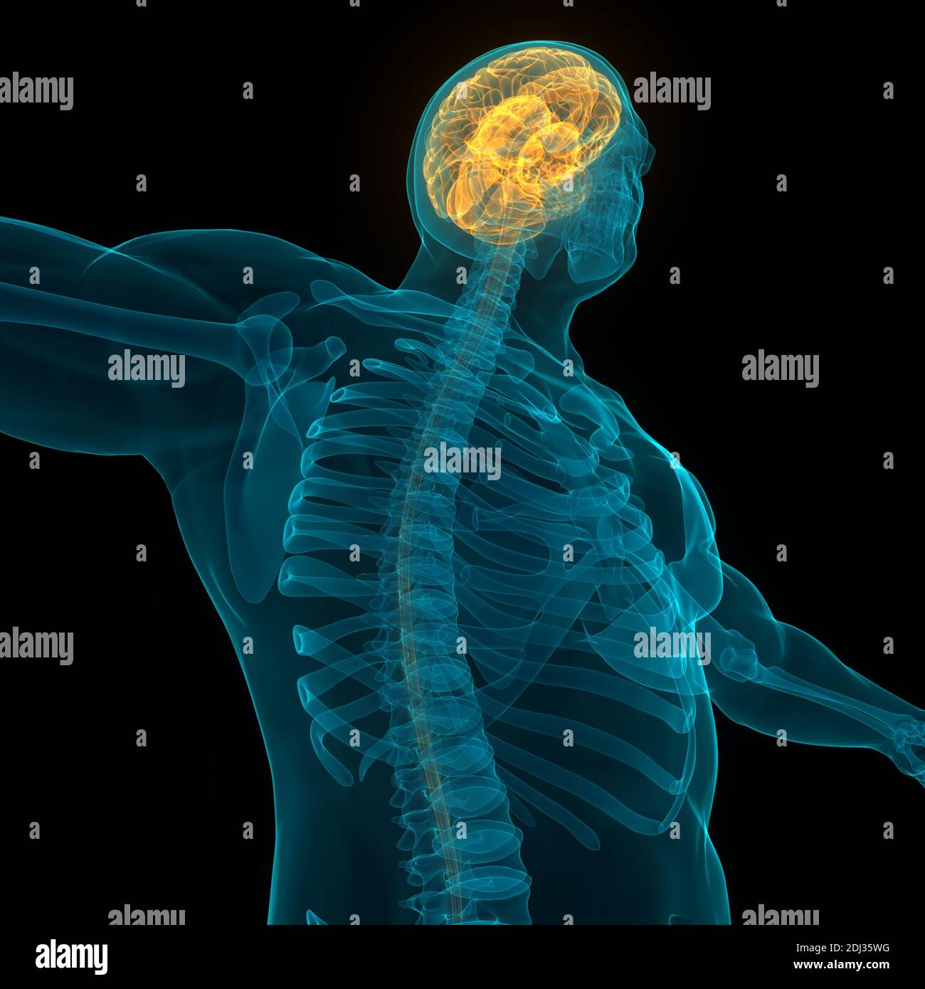 Organe central du système nerveux humain anatomie du cerveau Photo ...