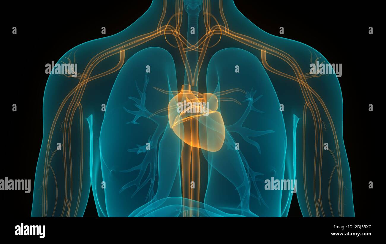Système circulatoire de l'anatomie cardiaque Photo Stock - Alamy