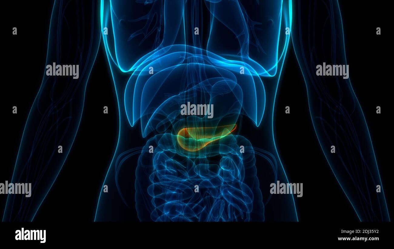Pancreas diagram Banque de photographies et d’images à haute résolution ...