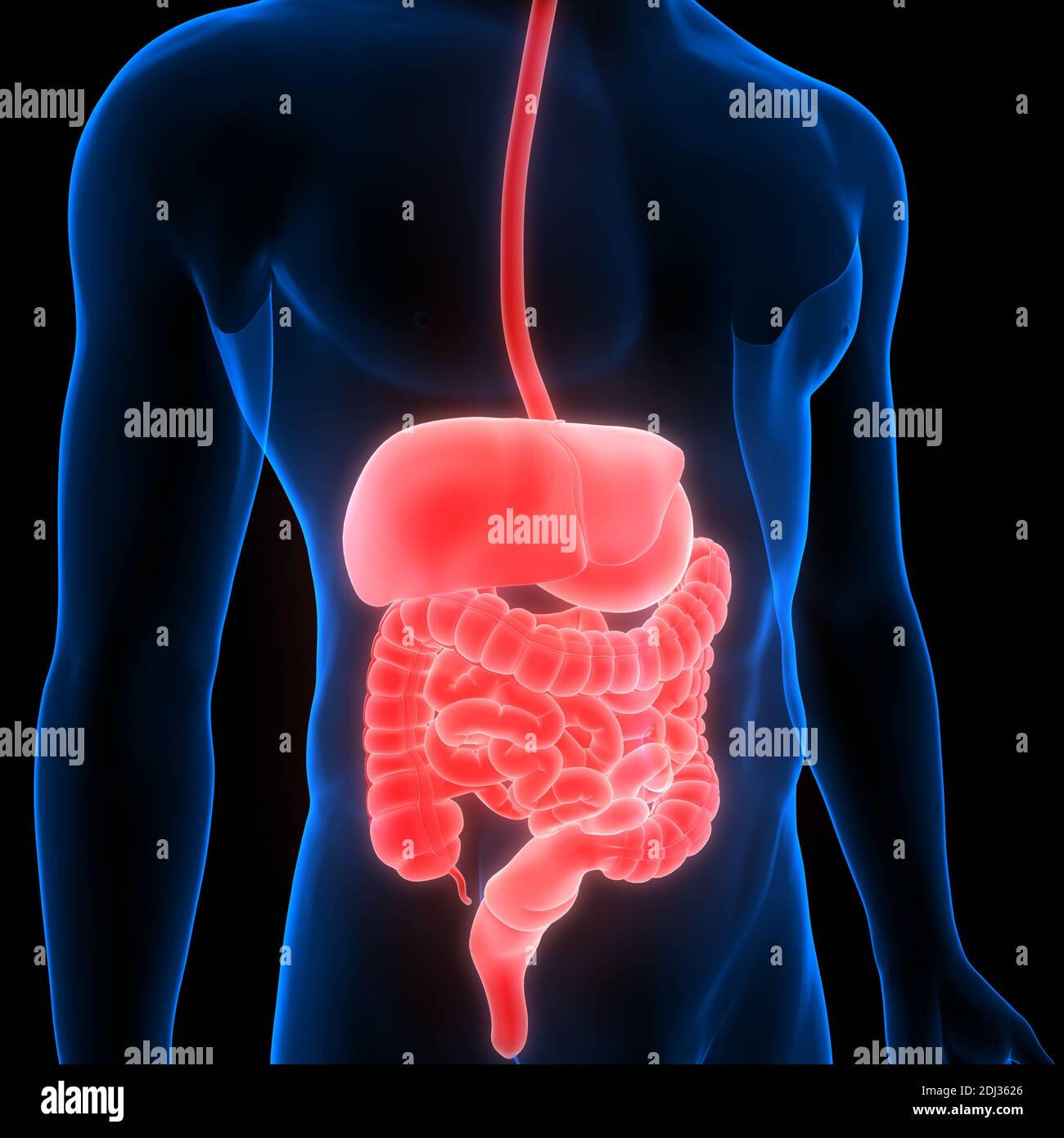 Anatomie du système digestif humain Photo Stock - Alamy
