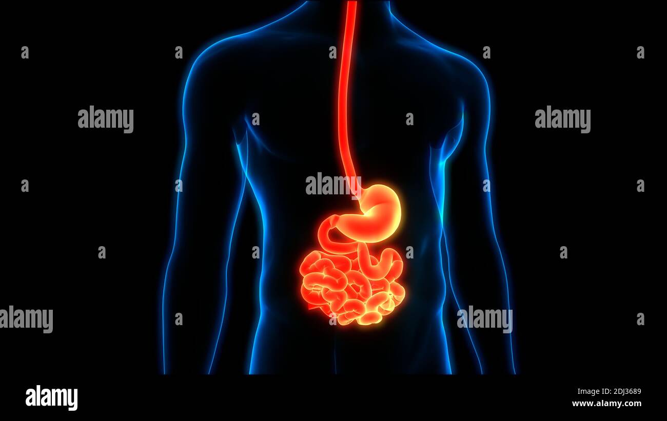 Anatomie du système digestif humain Photo Stock - Alamy