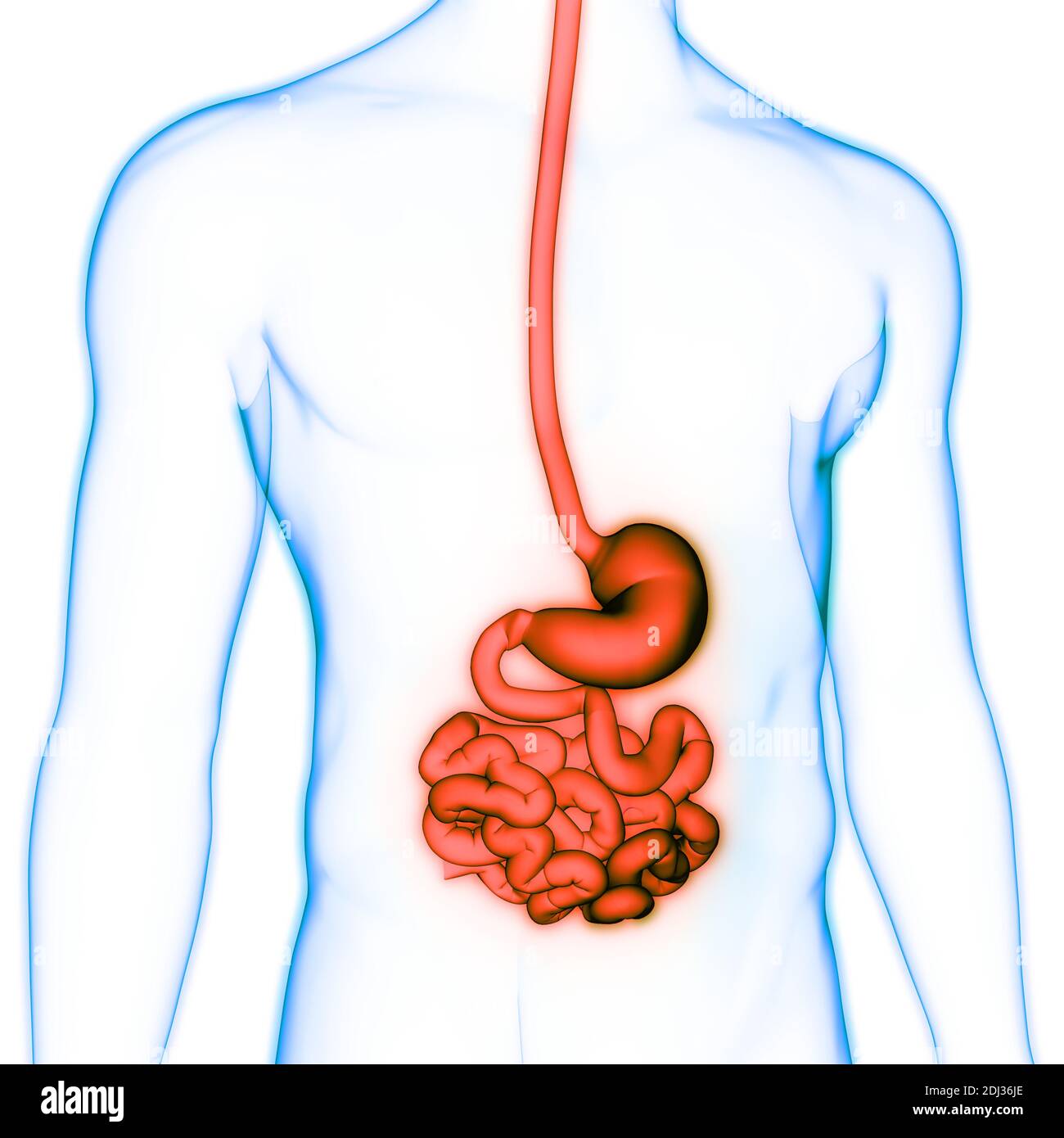 Anatomie du système digestif humain Photo Stock - Alamy