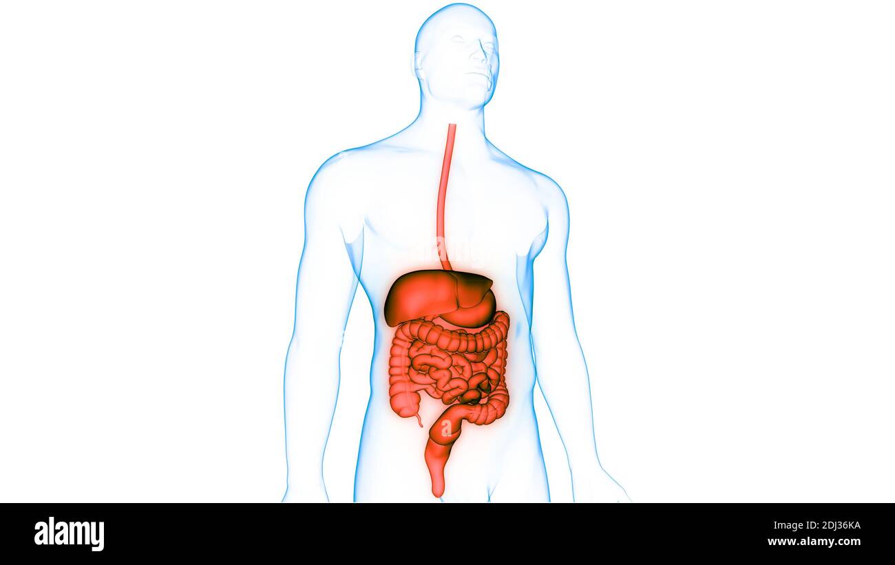 Anatomie du système digestif humain Photo Stock - Alamy