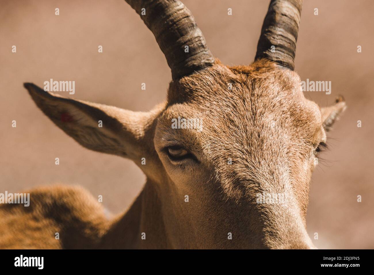 Goat eyes Banque de photographies et d’images à haute résolution - Alamy