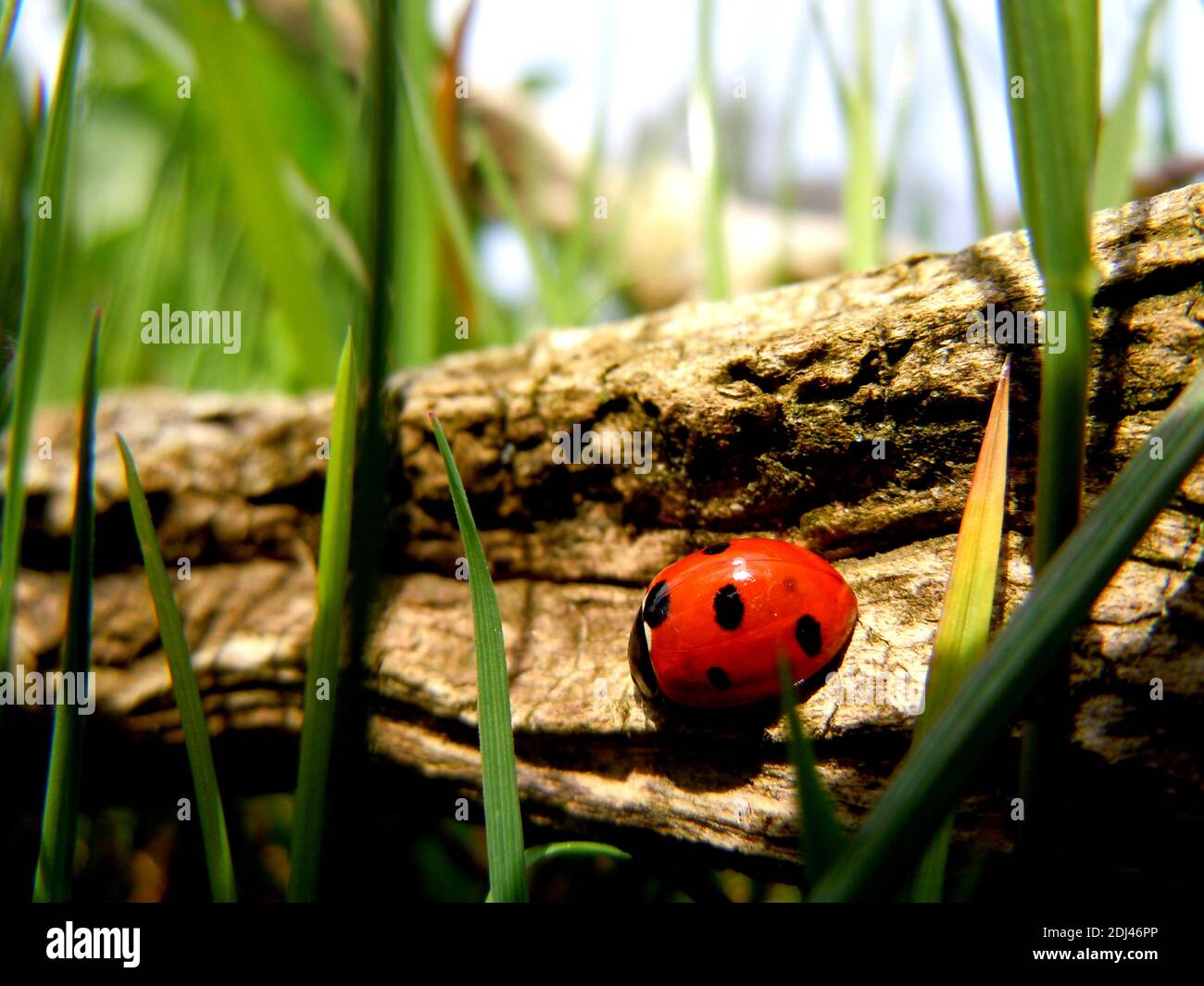 Lady bird macro Banque de photographies et d’images à haute résolution ...