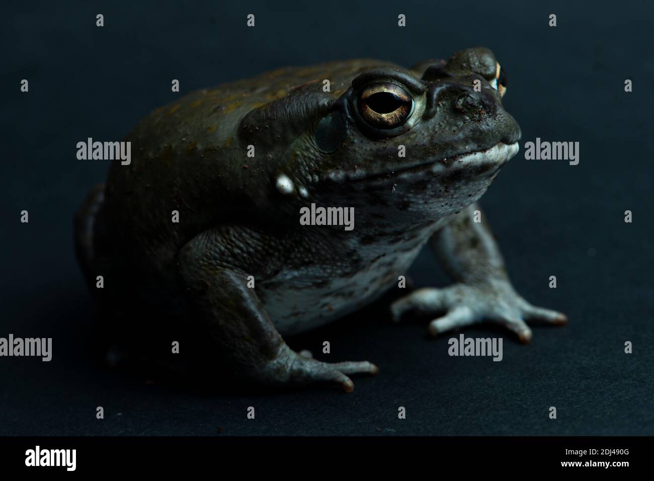 animaux, crapaud, animaux, amphibiens, vert, grenouille, tropical ...