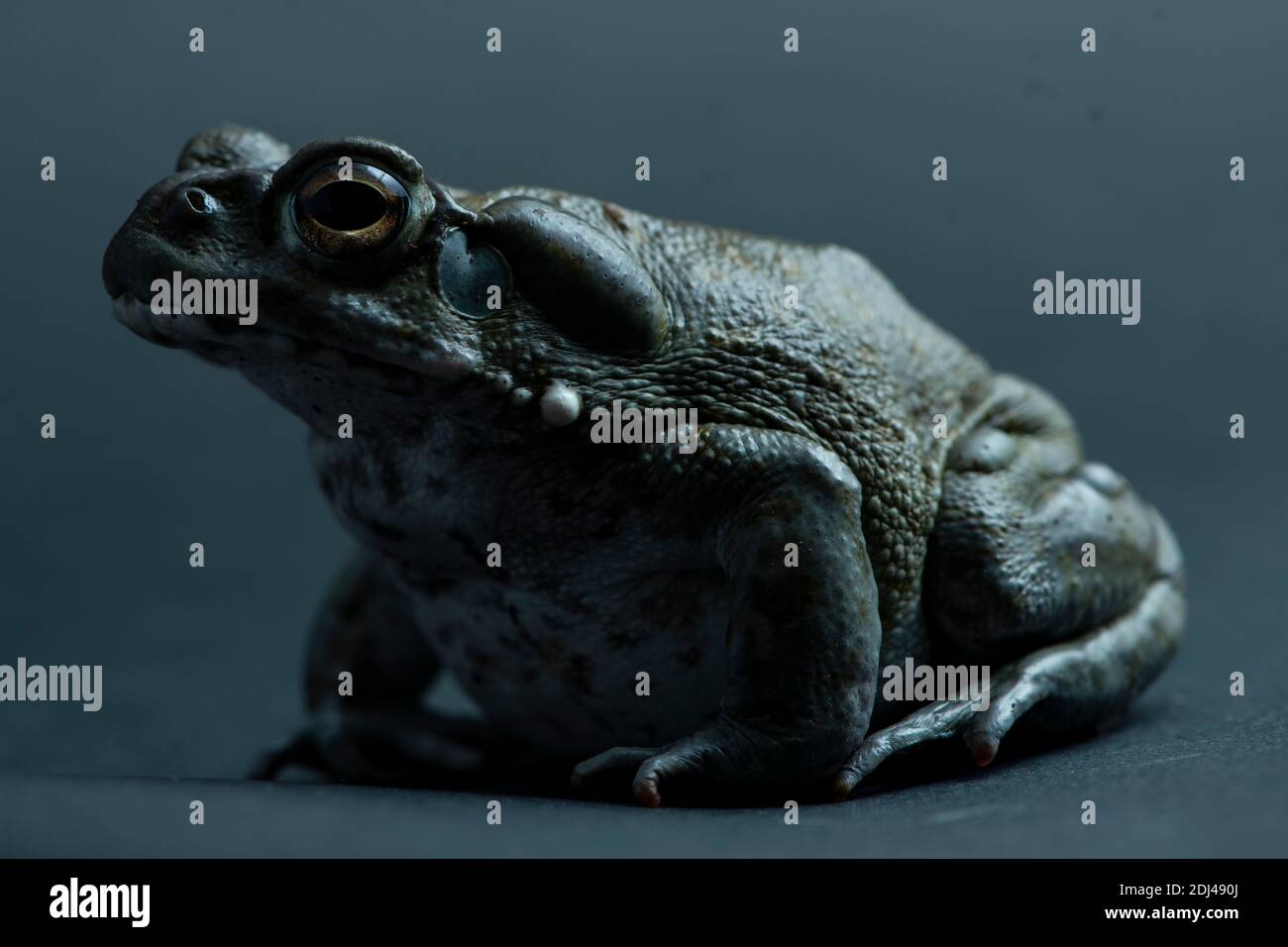 Grenouille cartoon Banque de photographies et d’images à haute ...