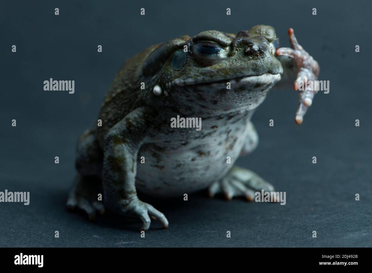 Grenouille cartoon Banque de photographies et d’images à haute ...