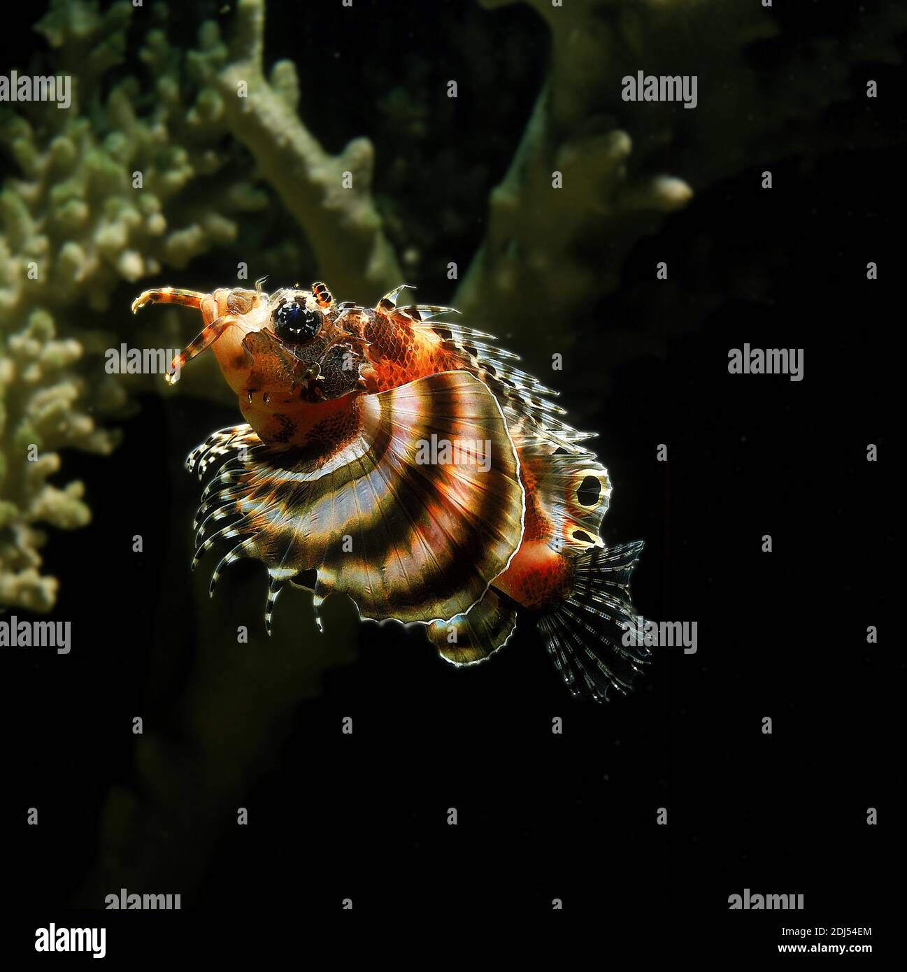 Biocellatus Banque de photographies et d’images à haute résolution - Alamy