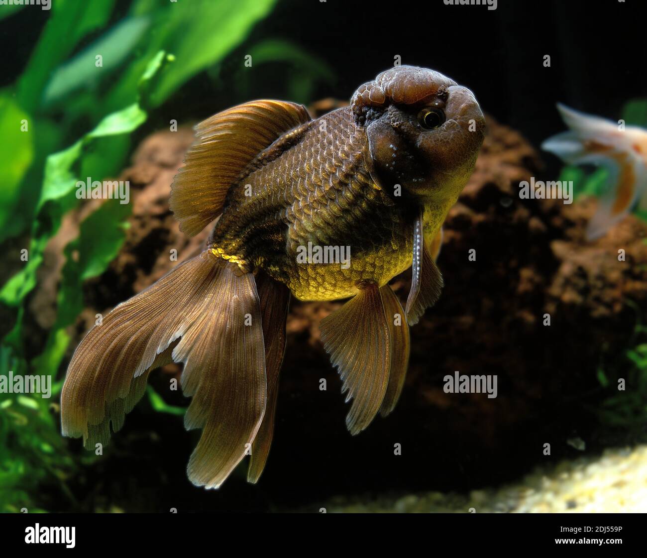 Oranda goldfish carassius auratus adult Banque de photographies et d ...
