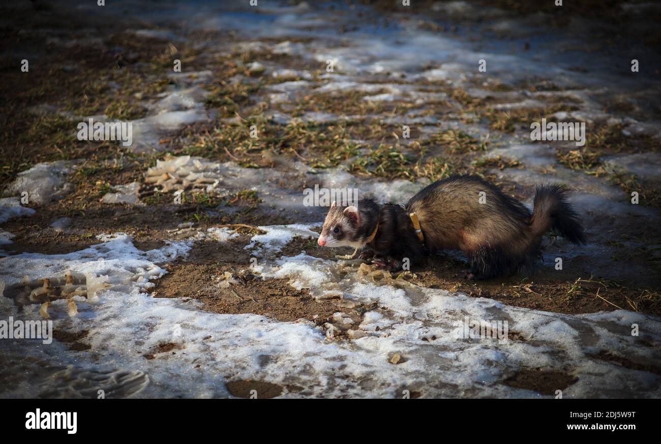 Furet animal Banque de photographies et d’images à haute résolution - Alamy
