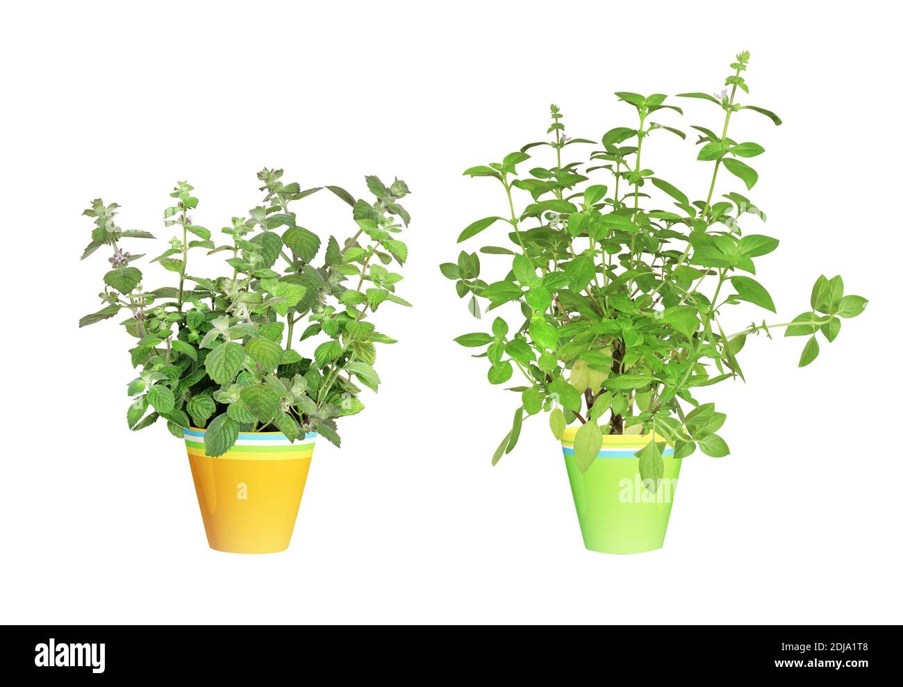 Basilic citron thai Banque de photographies et d’images à haute ...