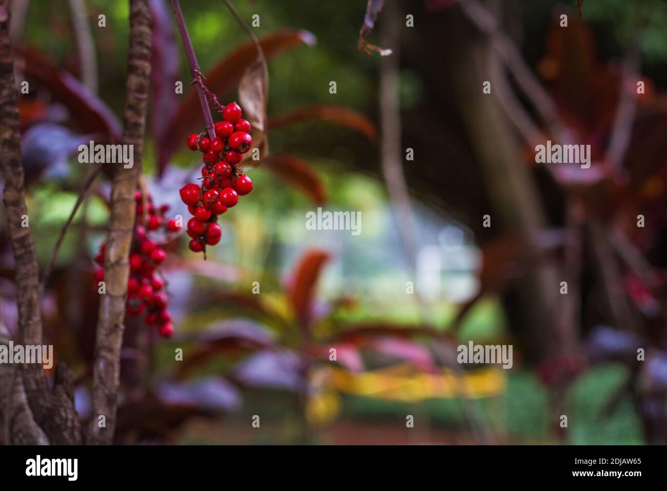 Fleur de boule Banque de photographies et d’images à haute résolution ...