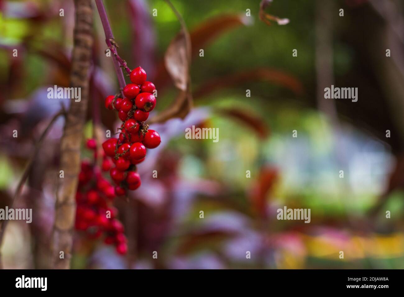 Fleur de boule Banque de photographies et d’images à haute résolution ...