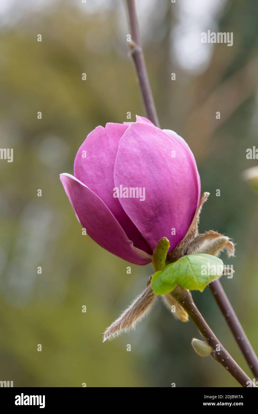 Tulipe noire Banque de photographies et d’images à haute résolution - Alamy