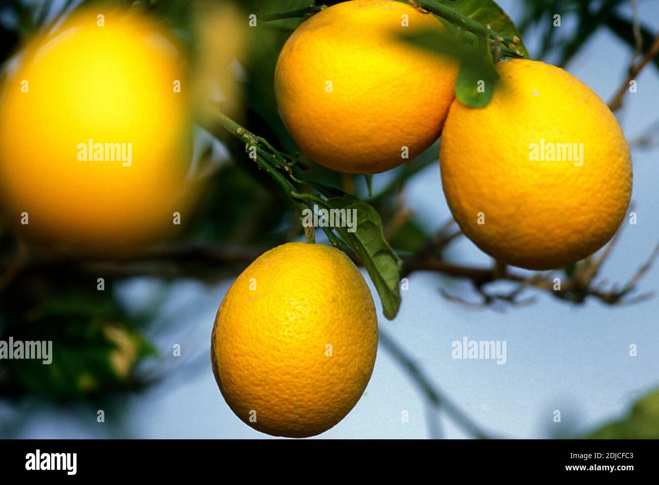 Un fruit orange sur un arbre orange près de la ville de Larnaka dans le ...