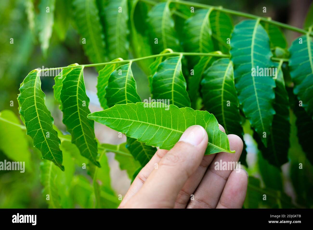 Arbre de neem au premier plan Banque de photographies et d’images à ...