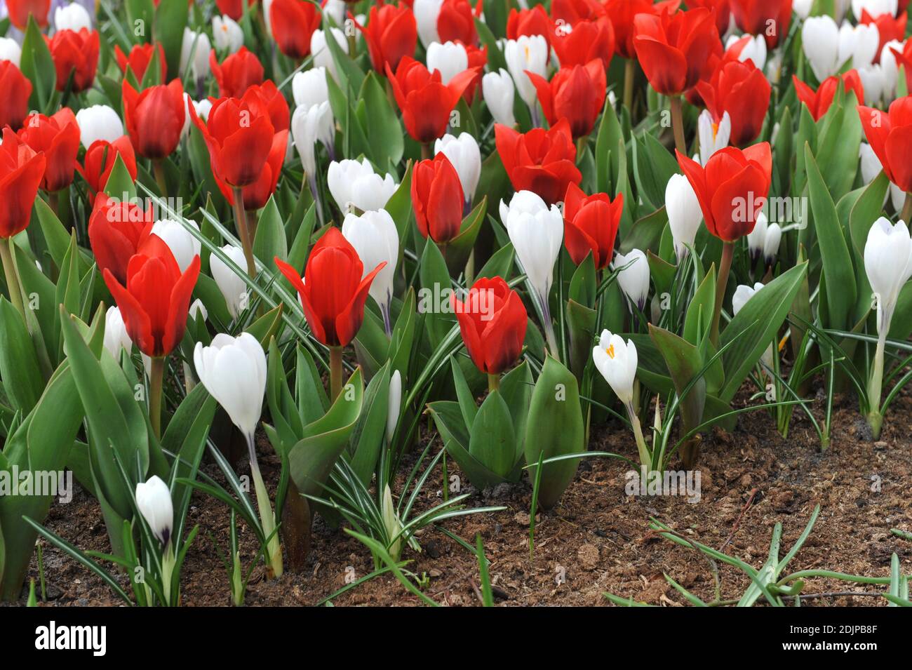 Crocus jeanne d'arc Banque de photographies et d’images à haute ...