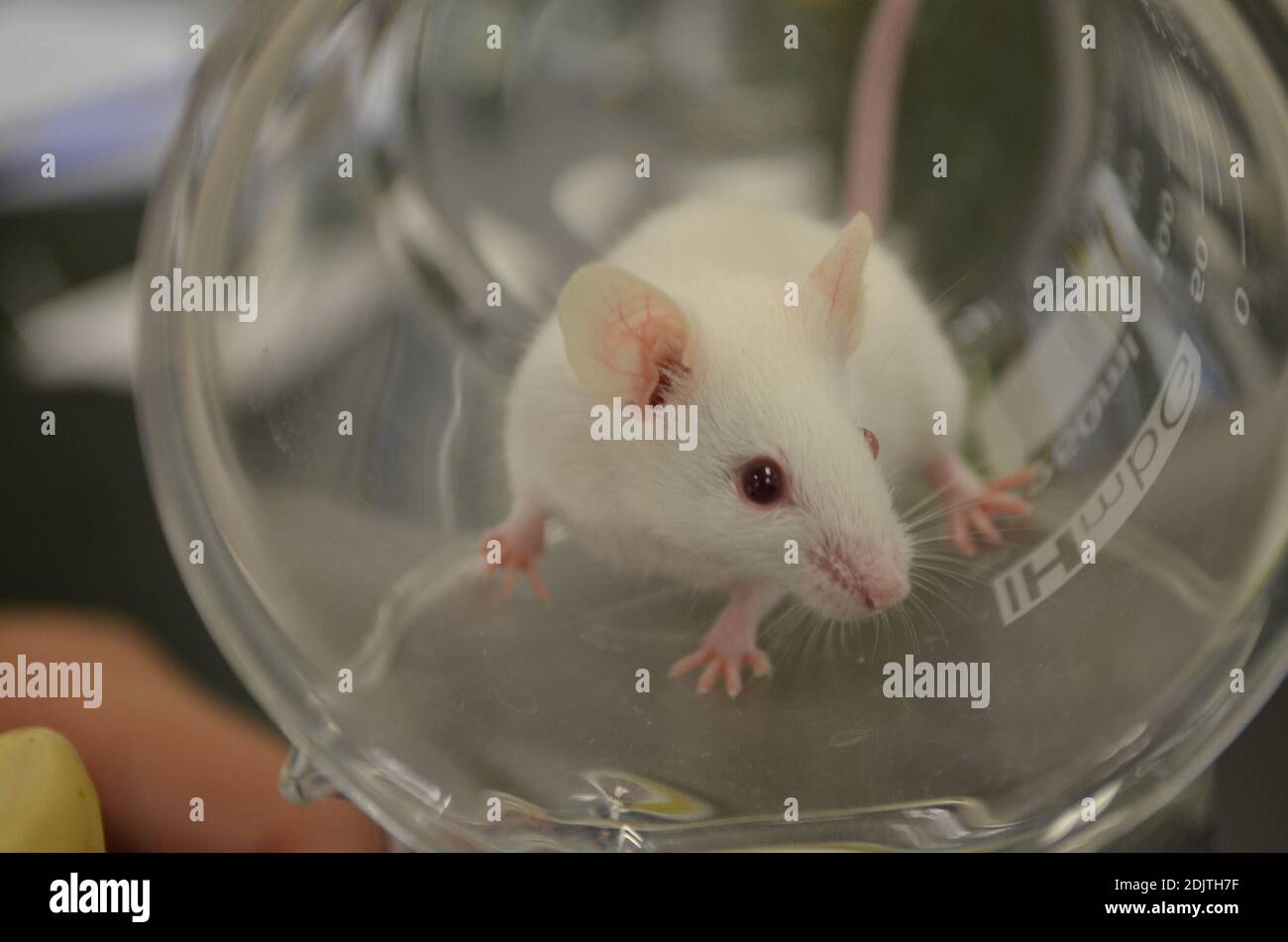 Lab Rat Banque d'image et photos - Alamy