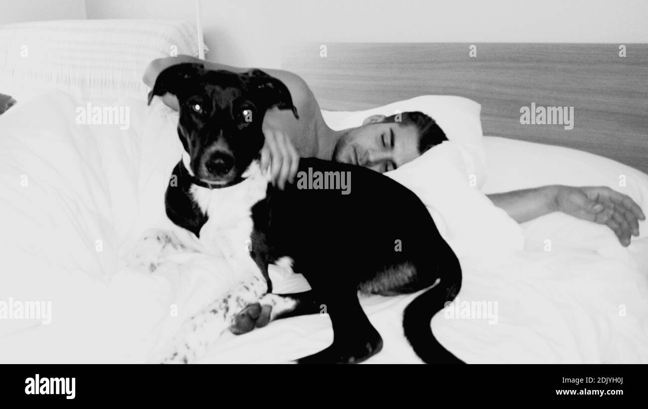 Dog man sleeping bed home bed Banque de photographies et d’images à ...