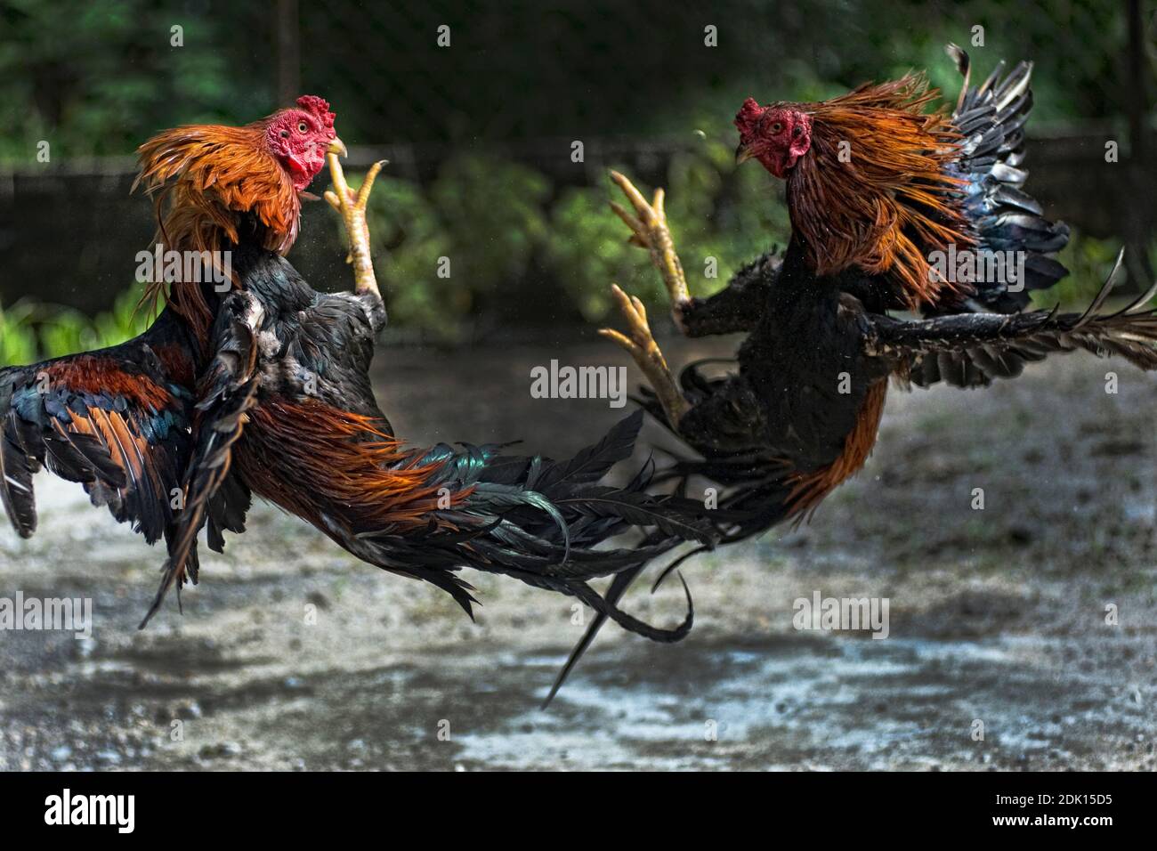 Rooster fighting Banque de photographies et d’images à haute résolution ...