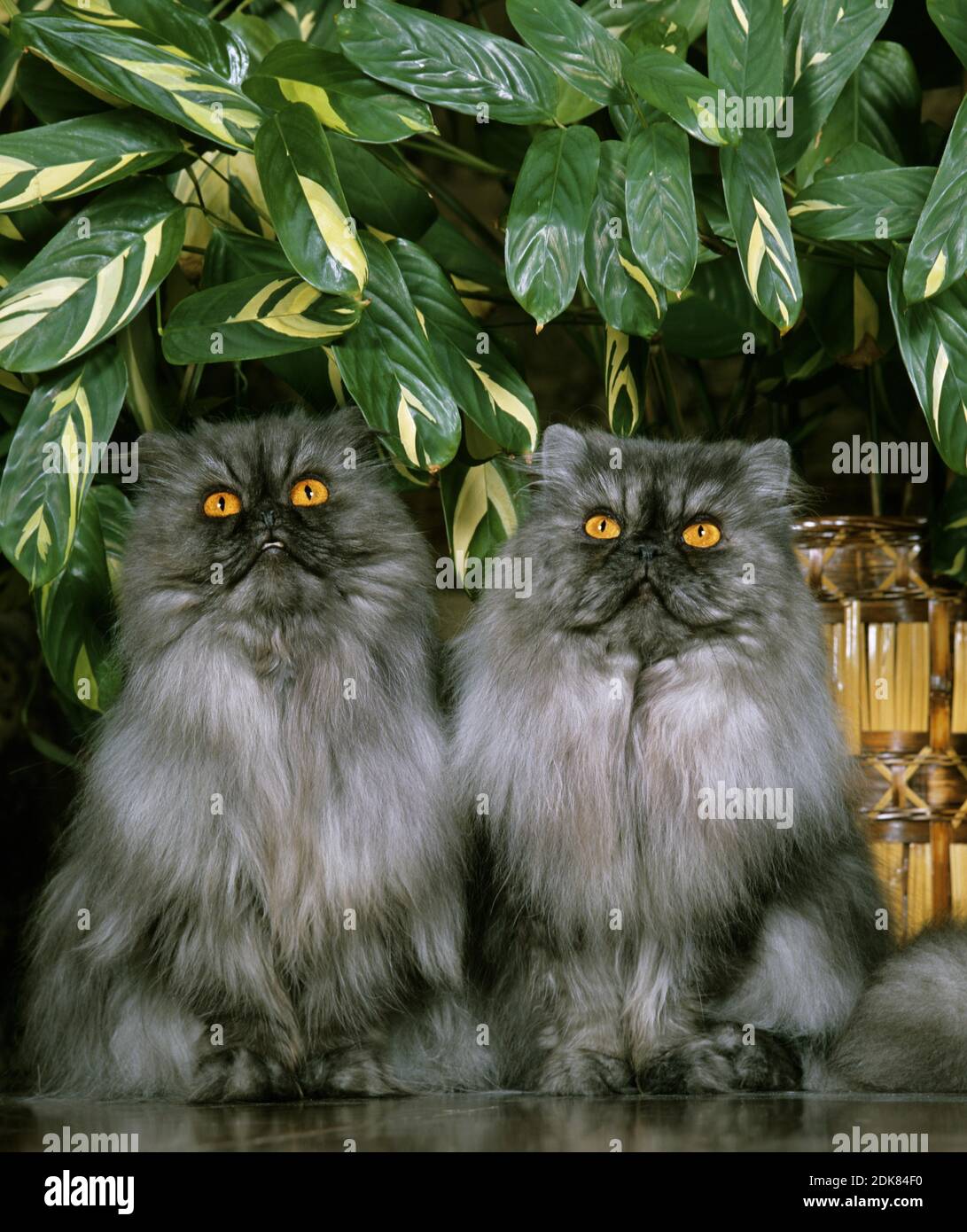 Chats persans smoke Banque de photographies et d’images à haute ...