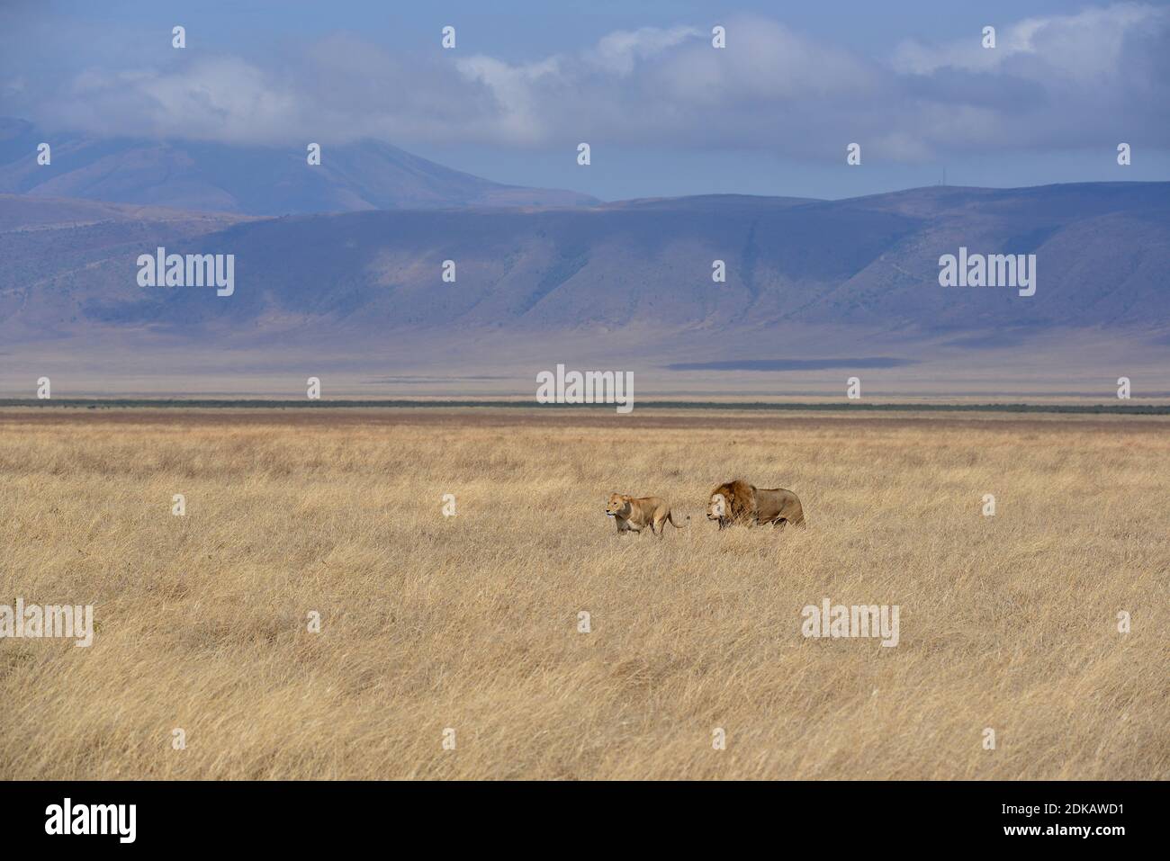 L'accouplement des singes Banque de photographies et d’images à haute ...
