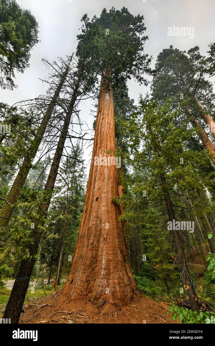 Big trees trail Banque de photographies et d’images à haute résolution ...