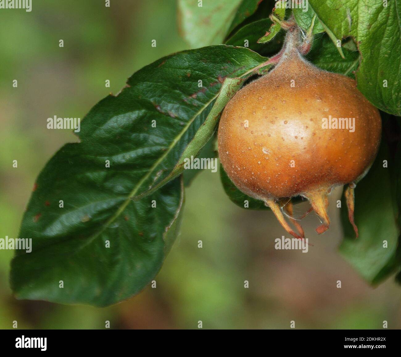 Common medlar Banque de photographies et d’images à haute résolution ...