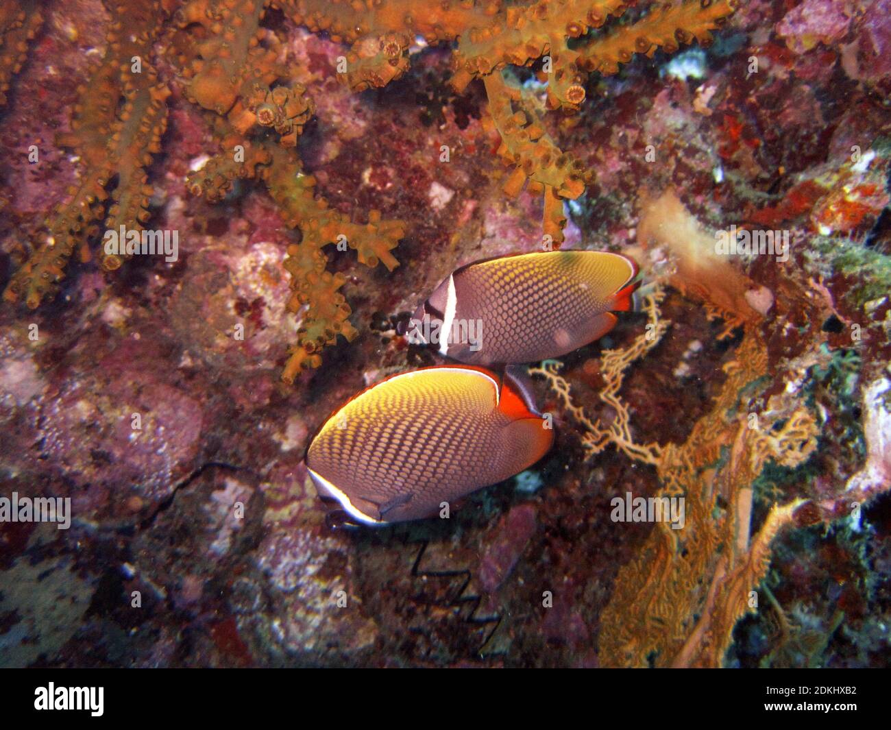 Requin ange Banque de photographies et d’images à haute résolution - Alamy