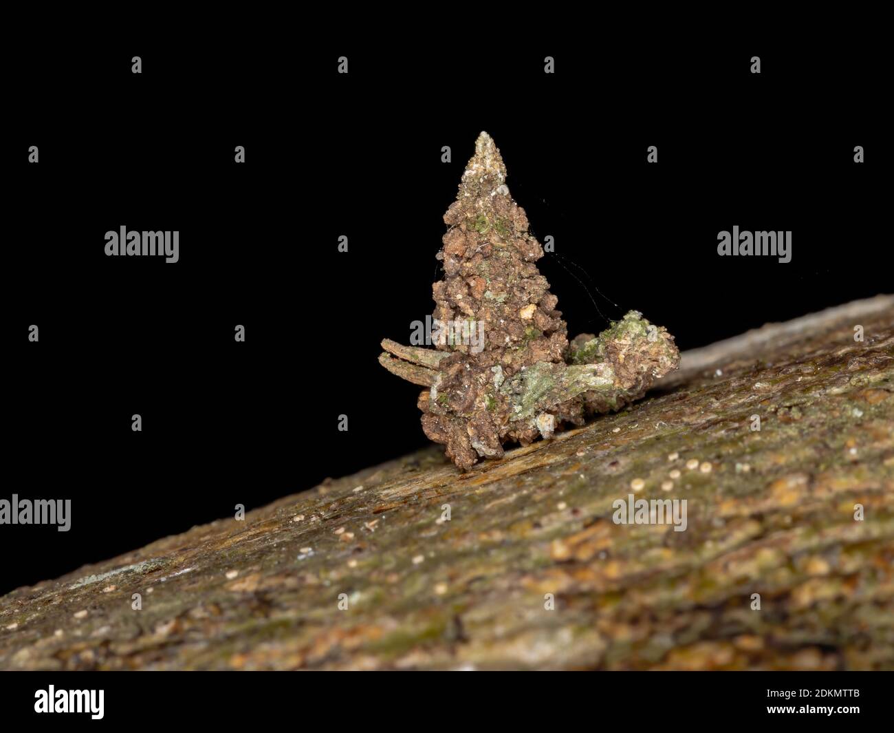 Bagworm moth Banque de photographies et d’images à haute résolution - Alamy