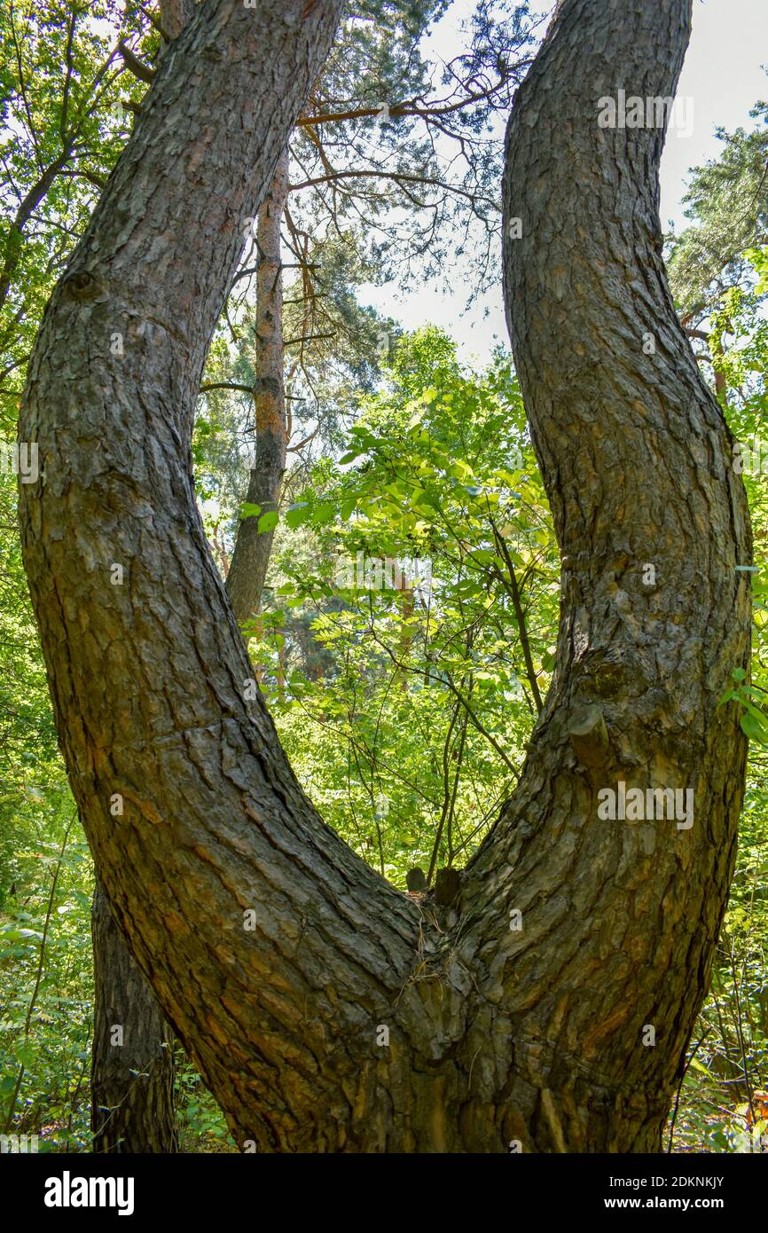 Arbre fourchu Banque de photographies et d’images à haute résolution ...