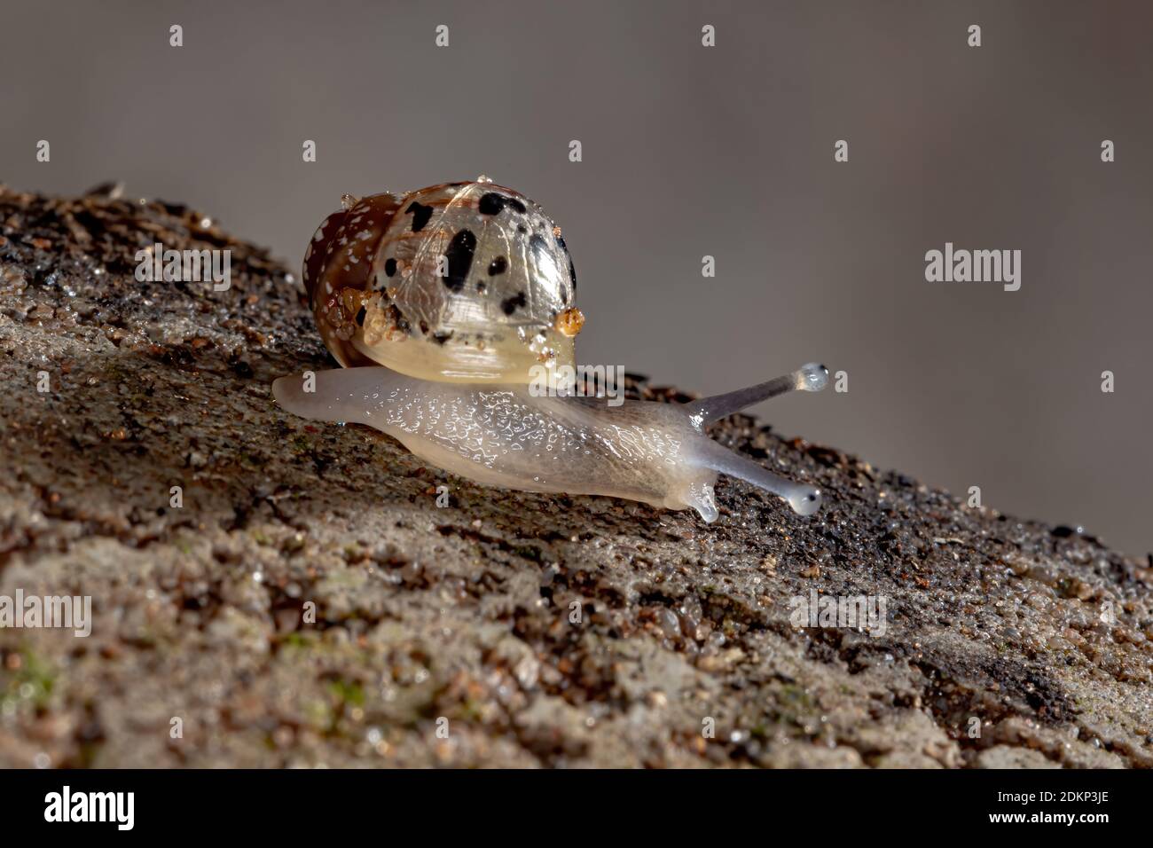Escargot géant africain de l'espèce Lissachatina fulica Photo Stock - Alamy