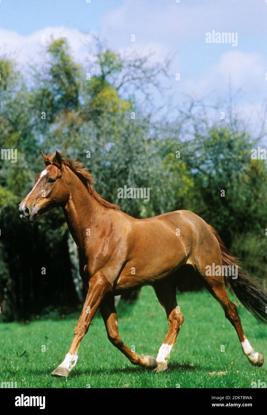Anglo arab Banque de photographies et d’images à haute résolution - Alamy