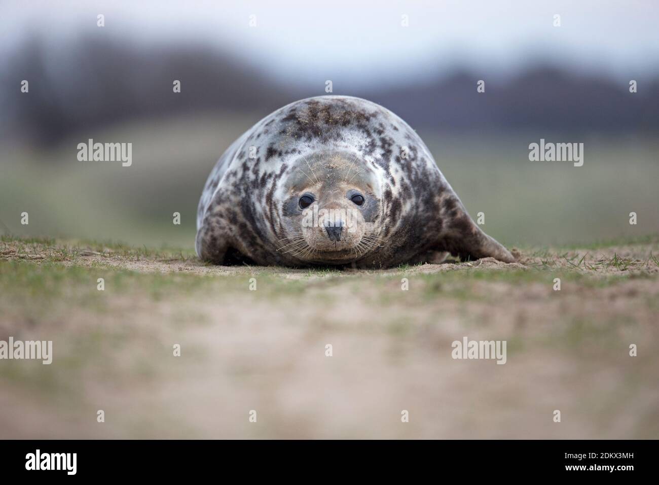 Vaches phoques gris Banque de photographies et d’images à haute ...