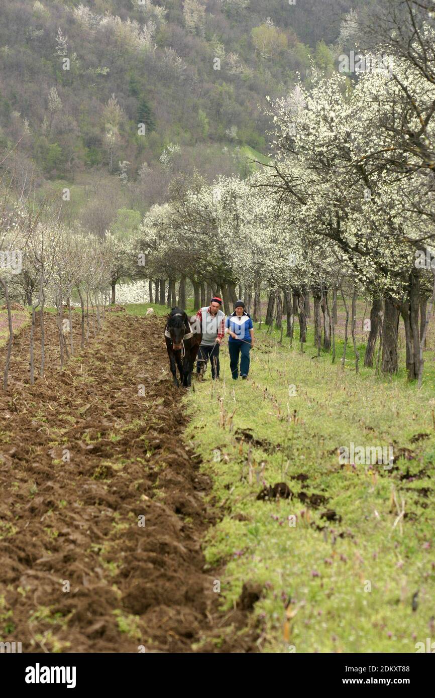 Labour de cheval traditionnel Banque de photographies et d’images à ...