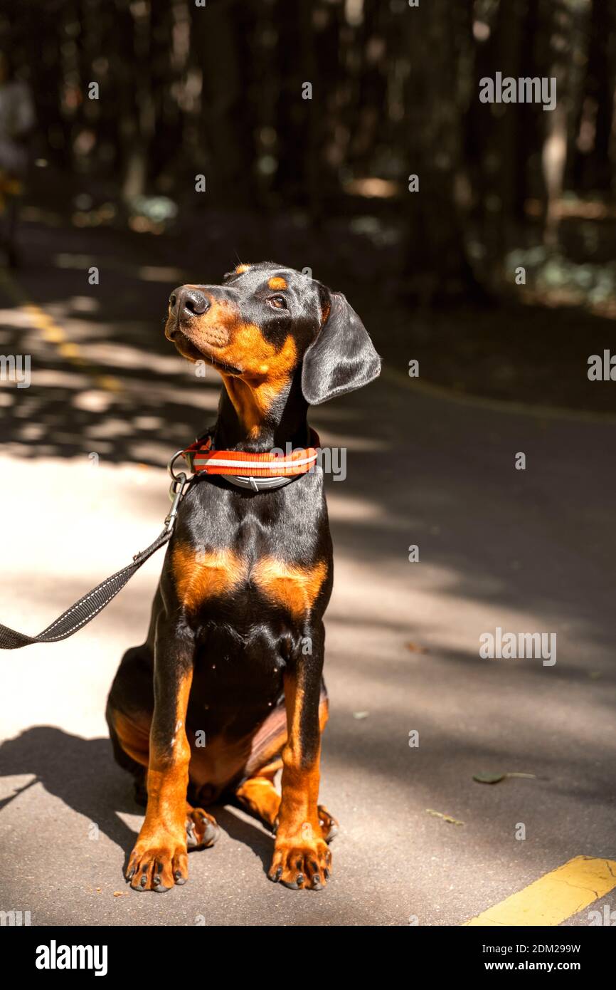 Chiot dobermann Banque de photographies et d’images à haute résolution ...