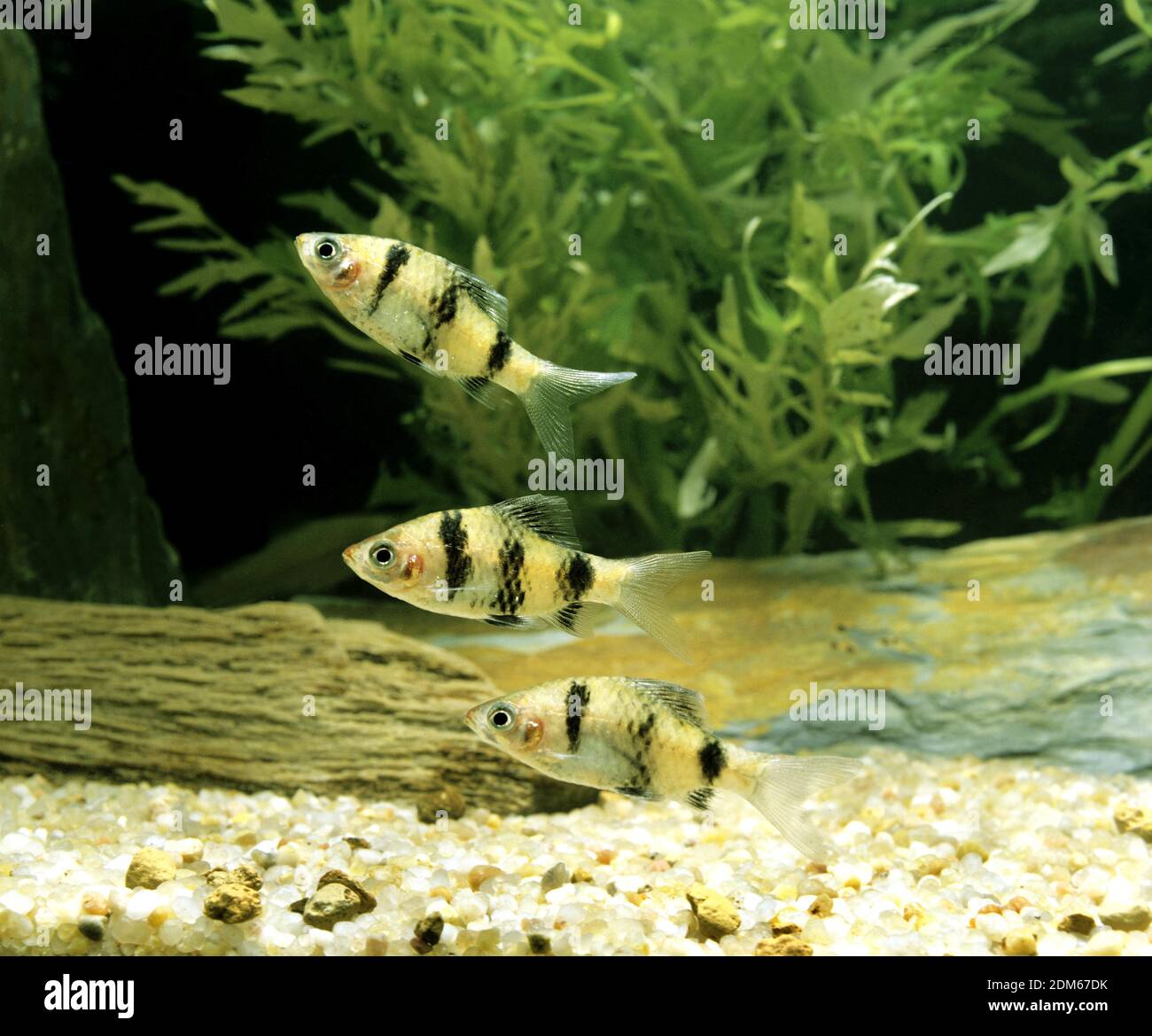 Tigre Barbe Puntius Tetrazona Banque d'image et photos - Alamy