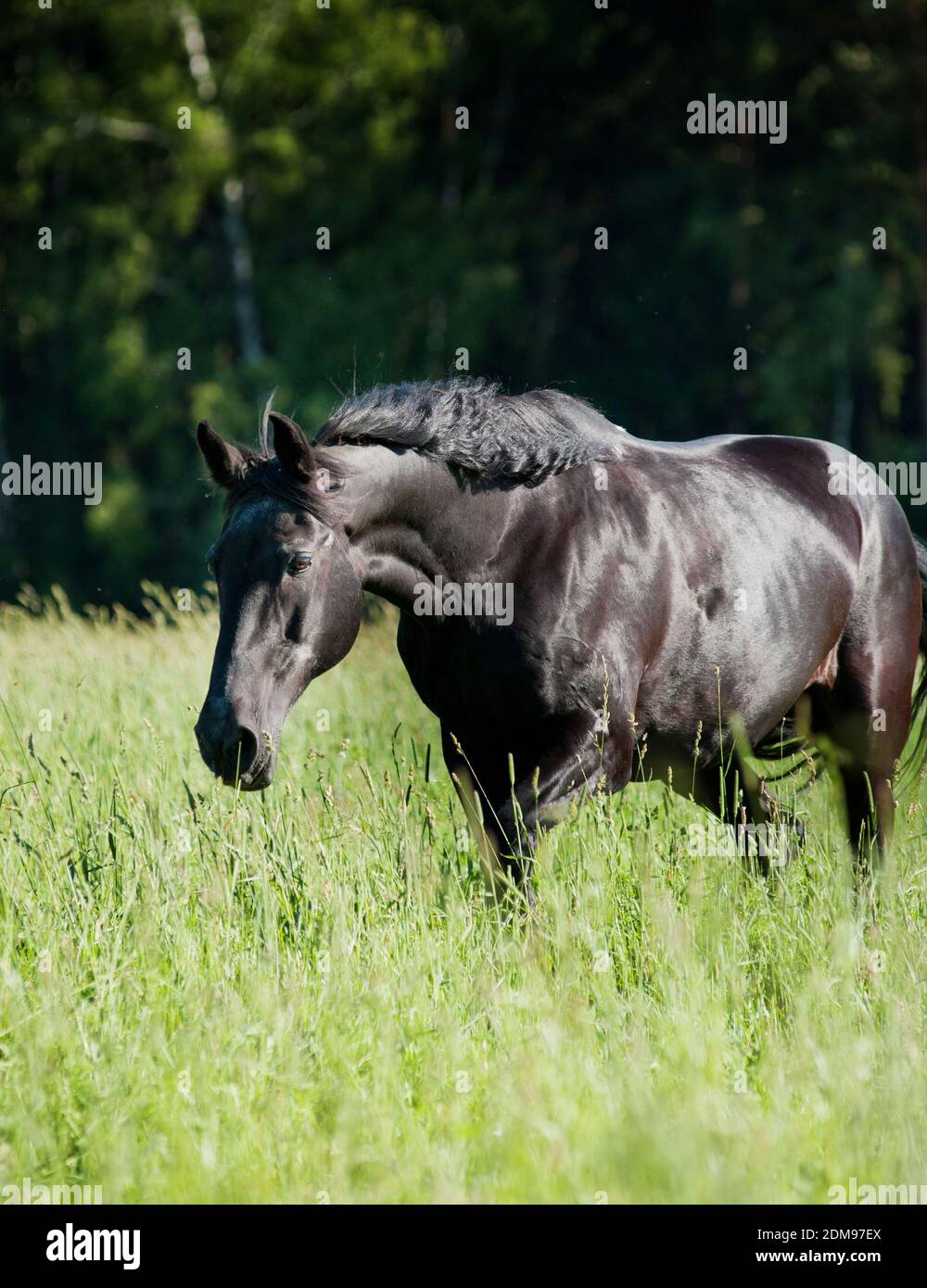 Cheval noir Banque de photographies et d’images à haute résolution - Alamy