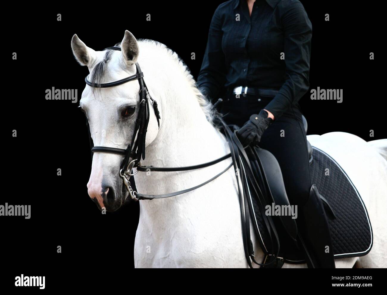 Cheval bai sur fond blanc Banque de photographies et d’images à haute ...
