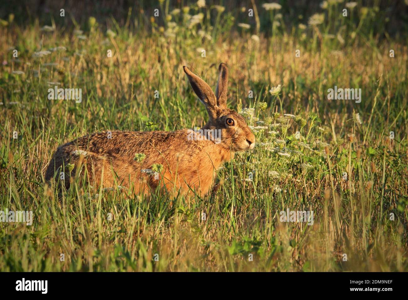 Lepus cuniculus Banque de photographies et d’images à haute résolution ...
