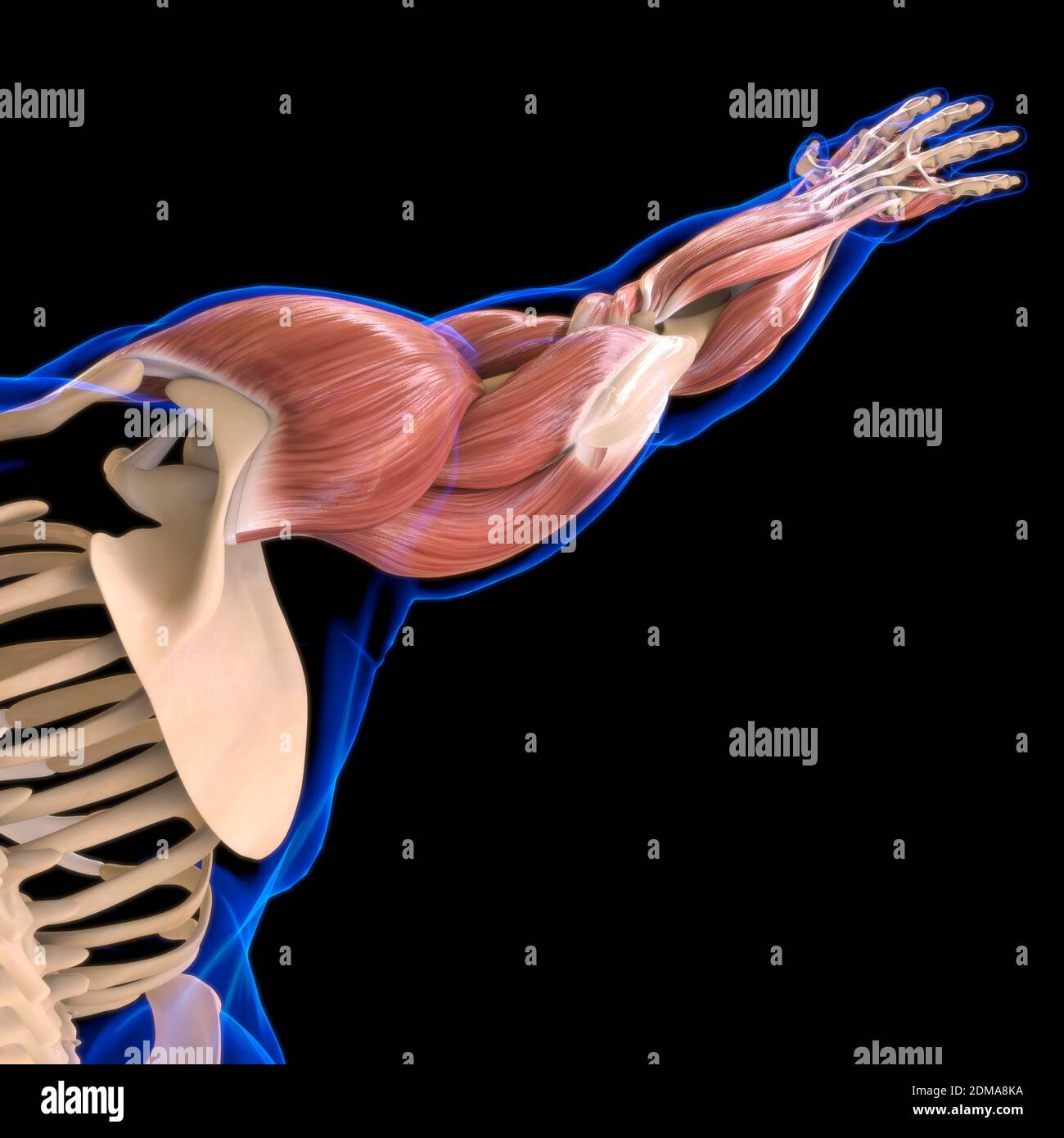 Anatomie du muscle du bras pour l'illustration 3D du concept médical ...