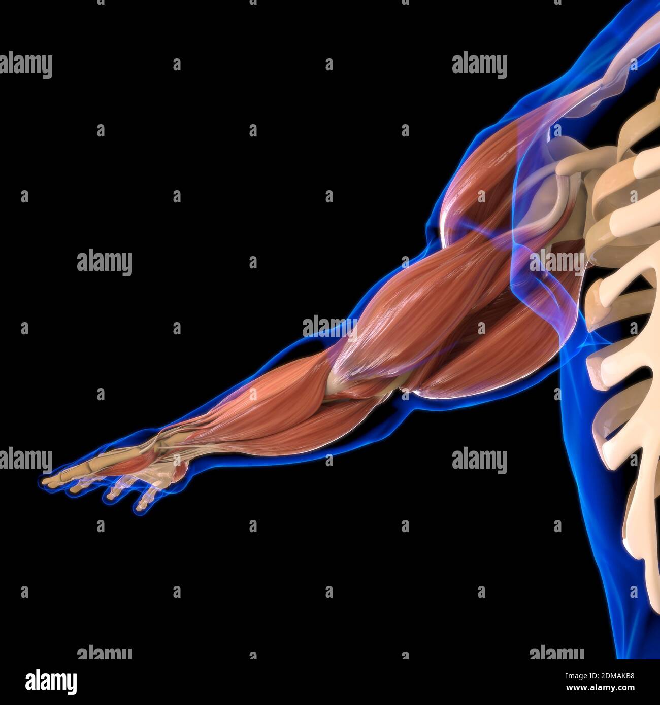 Anatomie du muscle du bras pour l'illustration 3D du concept médical ...
